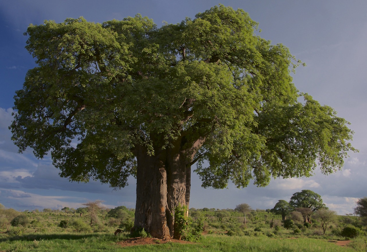 6 Days Budget Safari Lake Manyara, Ngorongoro & Serengeti - Amber ...